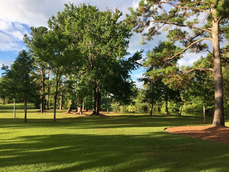 Don’t Sweat it, Plant it: Trees Boost overall Health and Cut Cooling ...