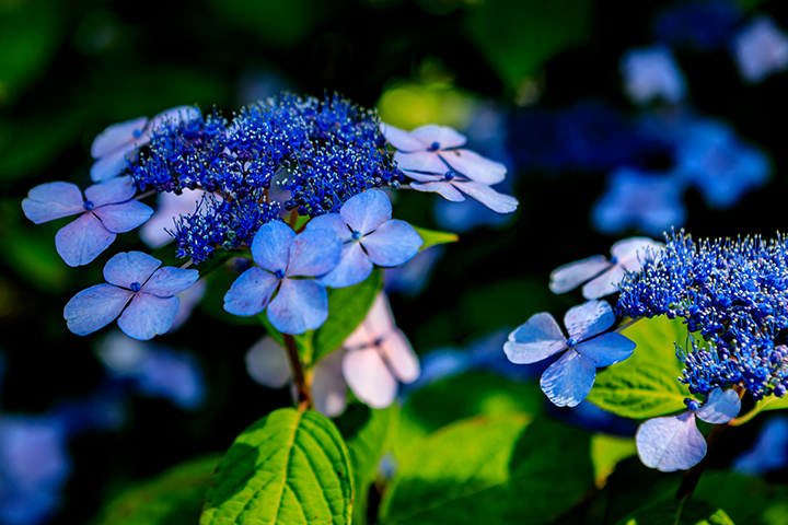 Heritage Museums & Gardens: Hydrangea Festival; Open Daily - Reading ...