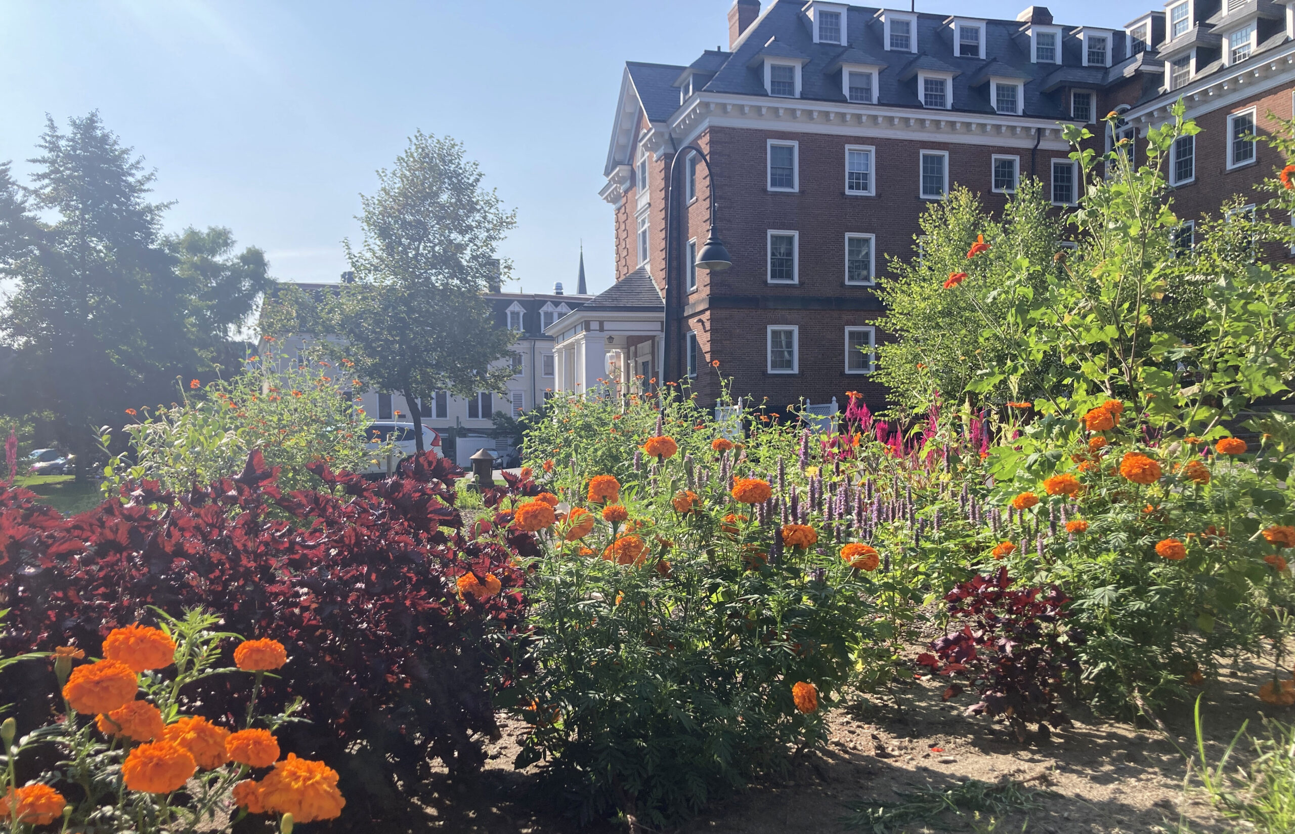 Smith College Botanic Garden Bulb Show | Fasci Garden
